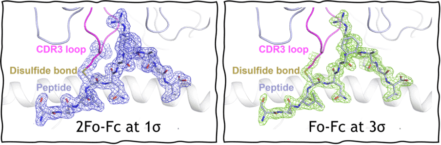 Engineering T cell receptors for effective T cell activation and ...