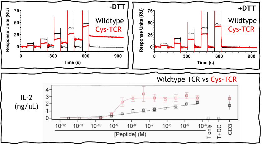 Engineering T cell receptors for effective T cell activation and ...