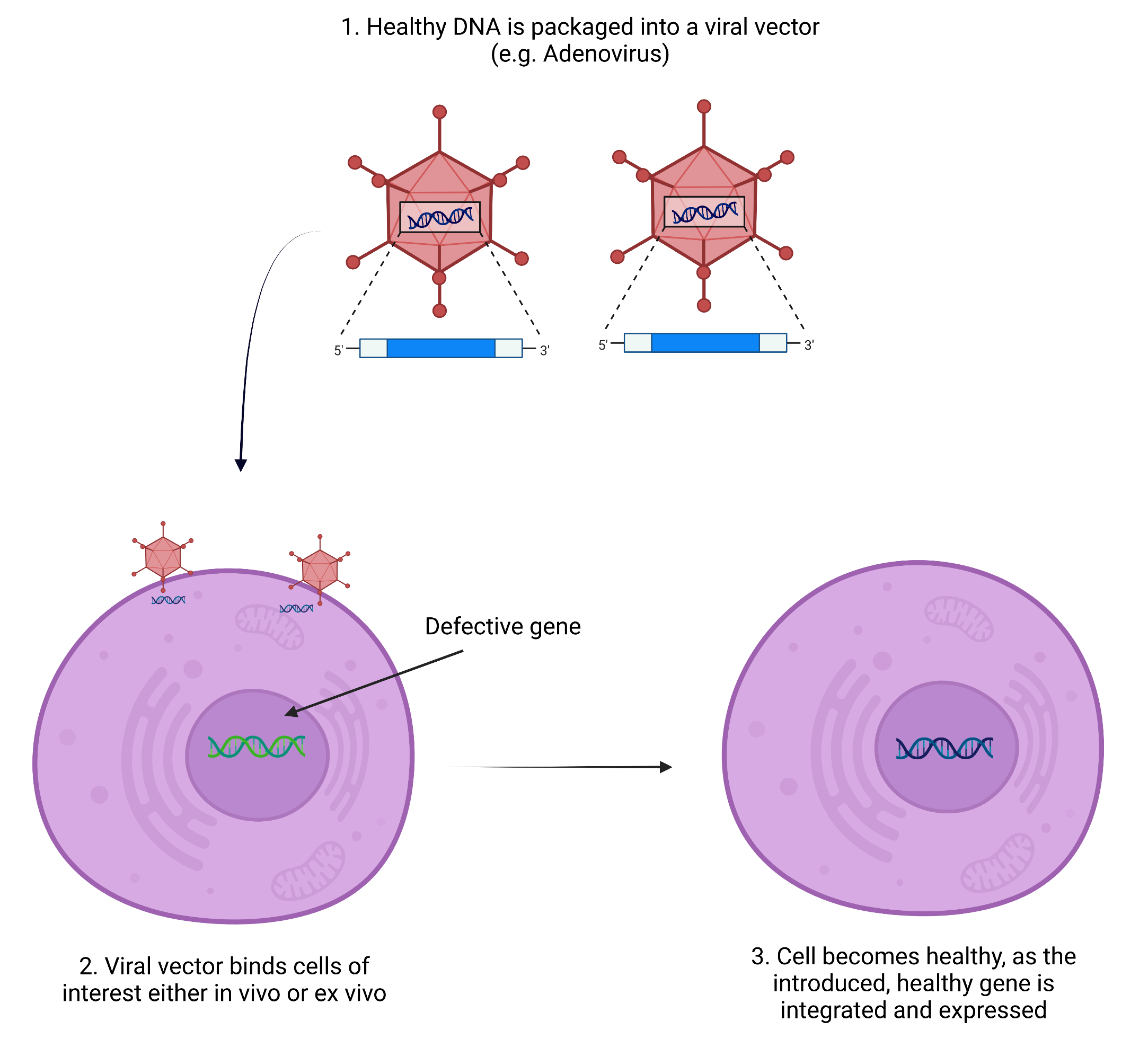 Engineering CRISPR-Cas9 toolkits for next-gen gene therapies